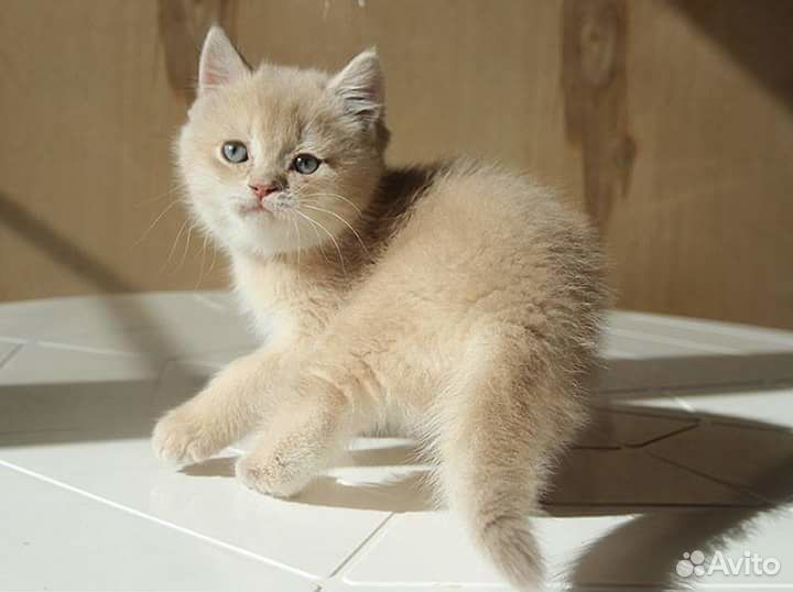 Шиншила голубое золото Рудик