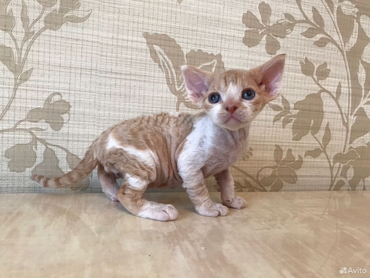 Котик Беляшик