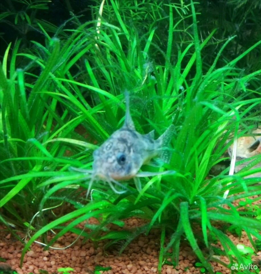 Сомики Коридорас крапчатый