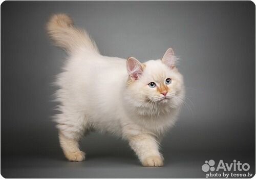 Котенок ред-поинт с документами