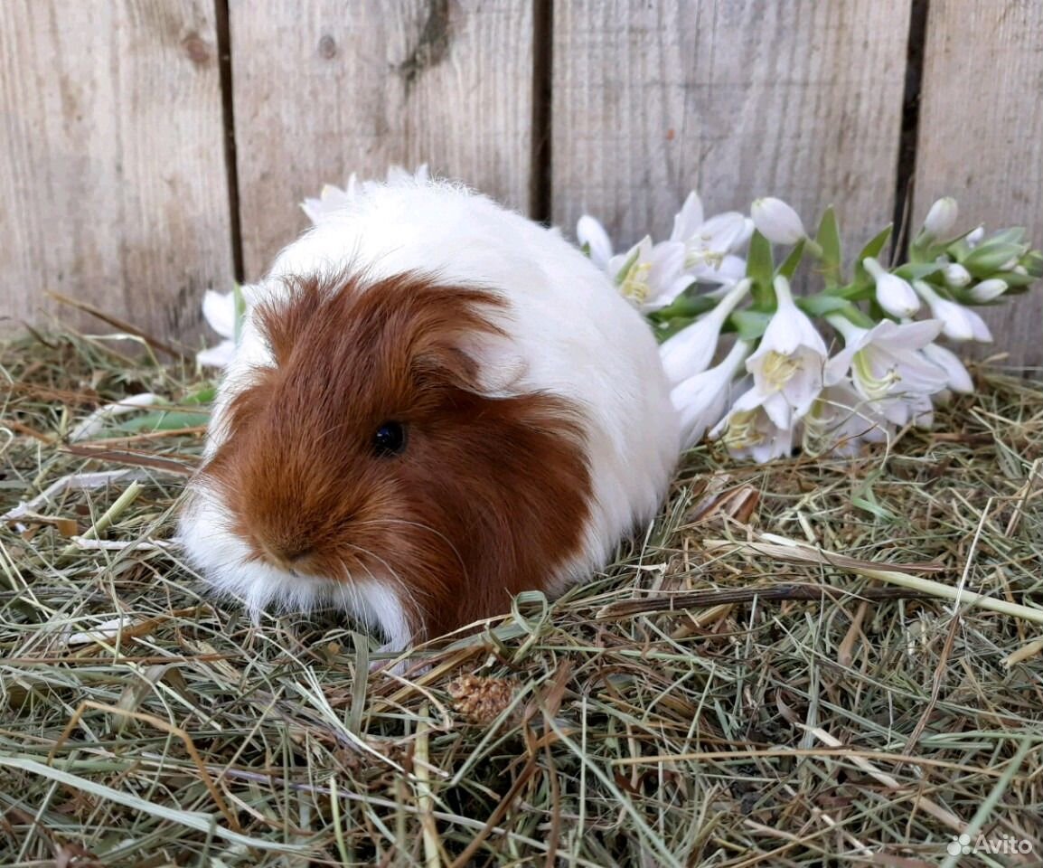 Морская свинка