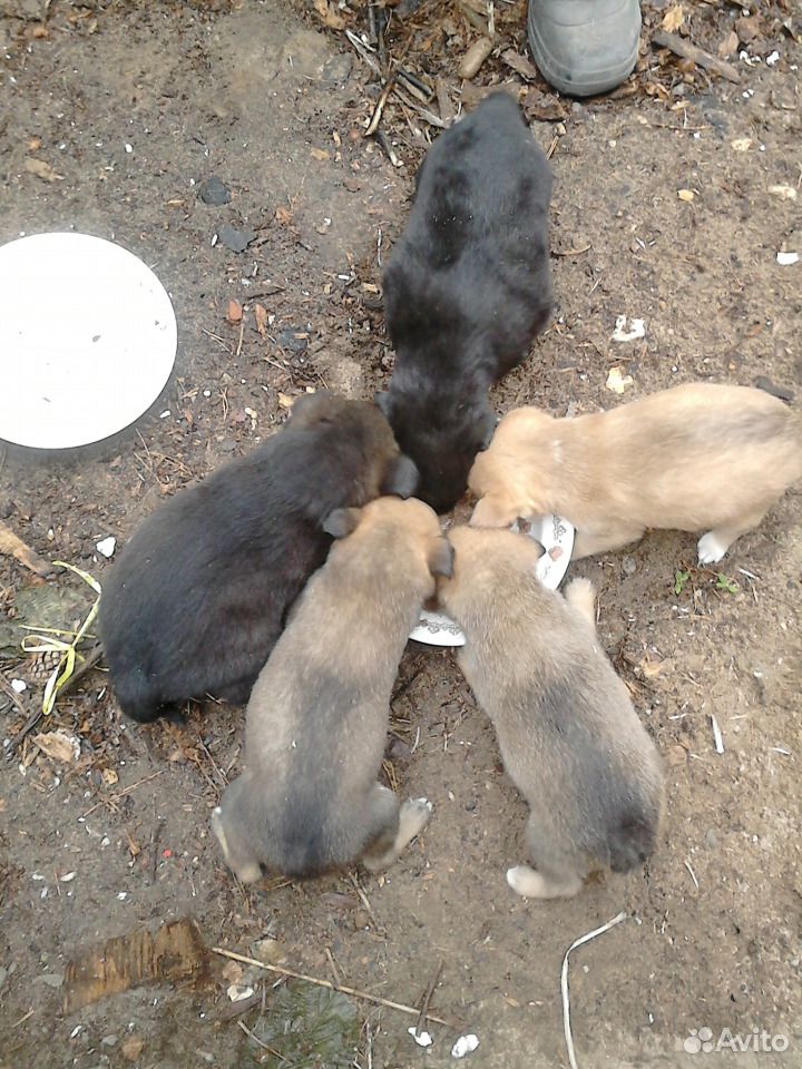 Потомственные дворянки в добрые руки