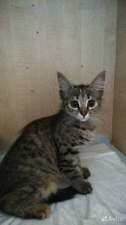 Мамзель - породы Европейская короткошёрстная