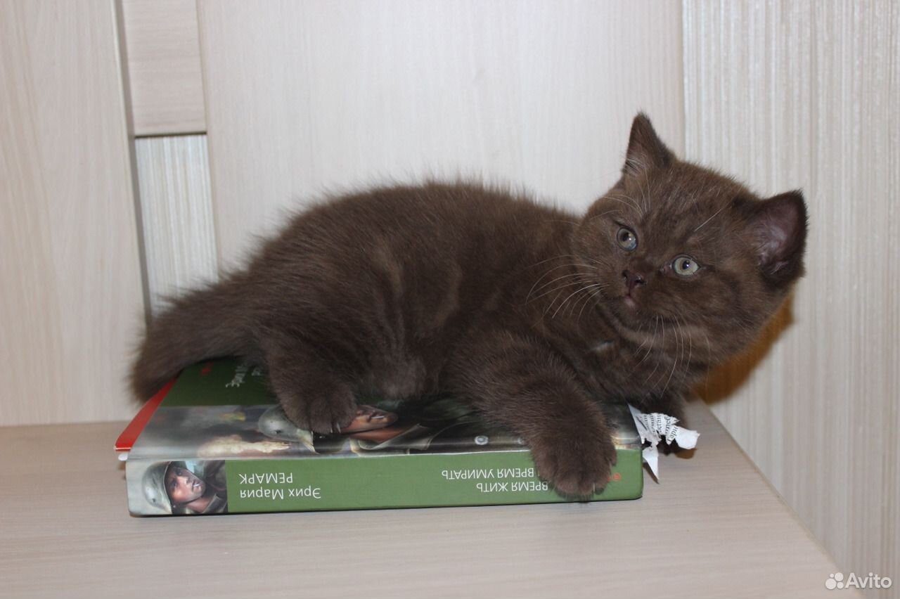 Шотлаские котята