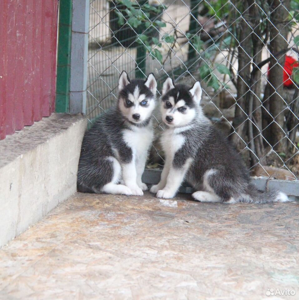 Хаски мальчик по имени Бой и девочка Боня