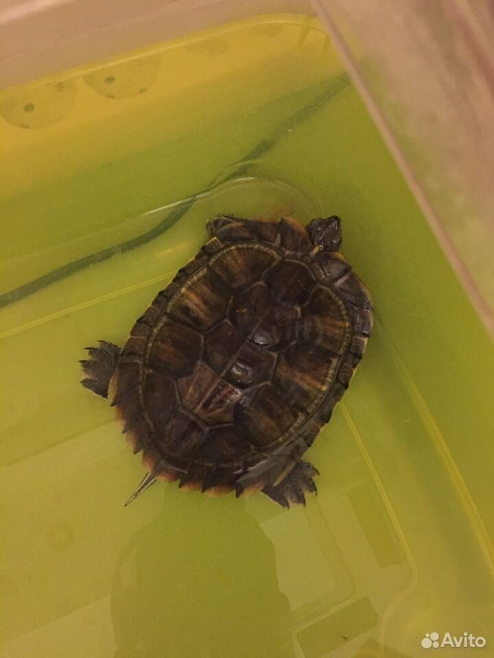 Черепаха