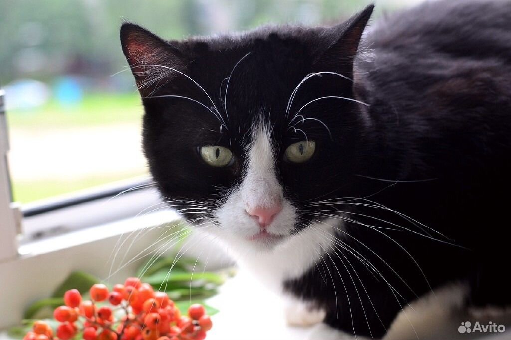 Большой,роскошный кот-интеллигент ищет новую Семью