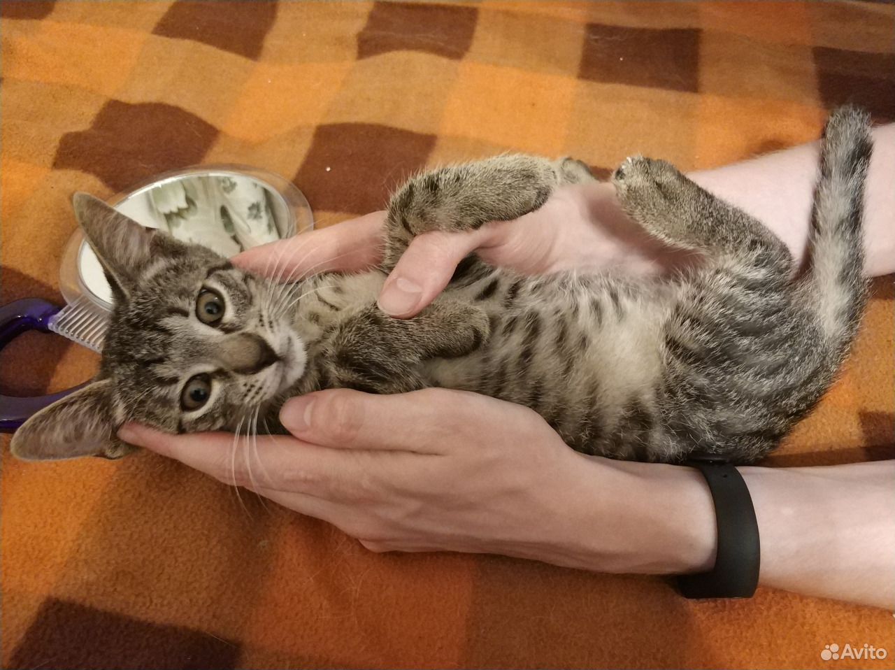 Отдаем домашнего котенка в добрые руки