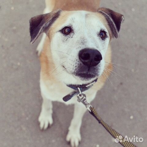 Саймон ищет дом