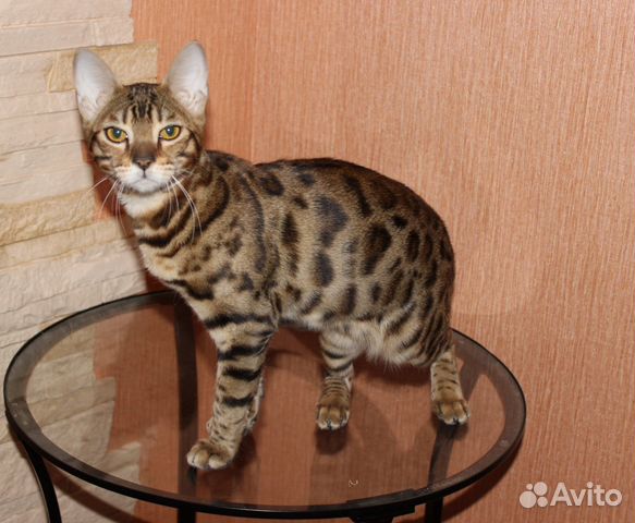 Бенгальская крупная кошечка