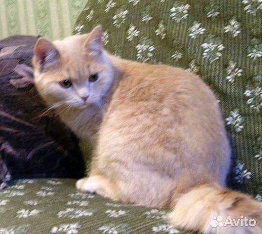Брик - абрикосовый красавчик (9 мес.)