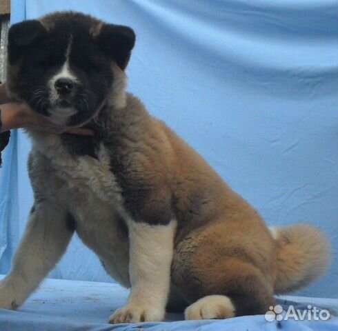Americans Akitas