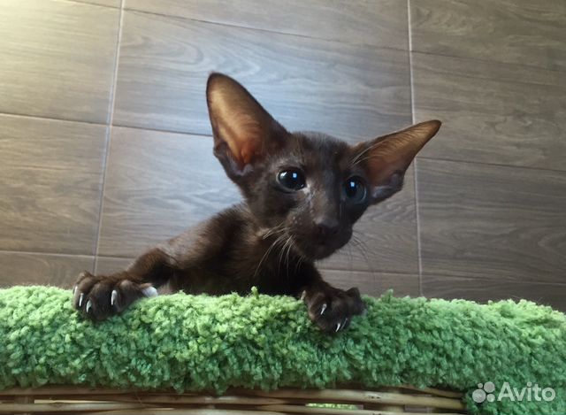 Котята Гавана