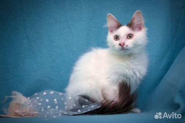 Пушистый котенок мальчик Томми в добрые руки