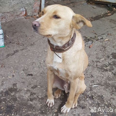 Кабель, щенок в дар. Мальчик-сокровище ищет дом