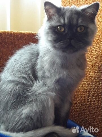 Кошечка смесь британца и перса
