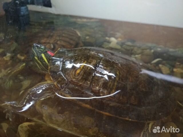 Пара красноухих черепах