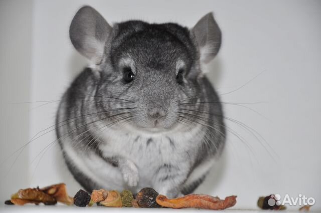 Шиншилла мальчик стандарт носитель сапфира
