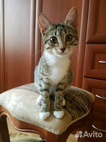 Котенок девочка шпротик 5мес, привитая