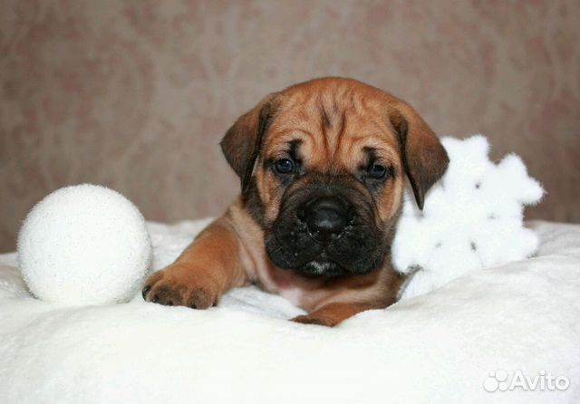 Огонь кане корсо яркая девочка