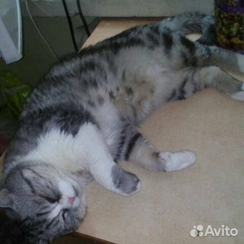 Кот британец Тимошка