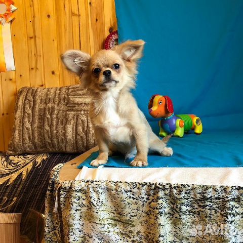 Очаровательный длинношерстный красавчик