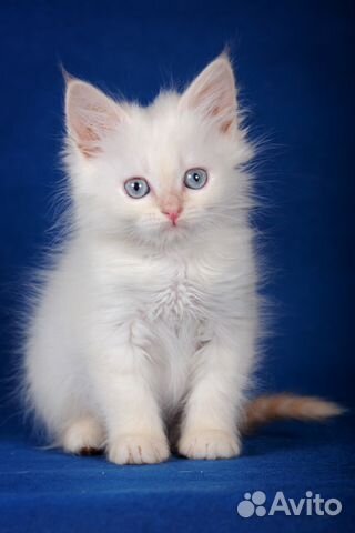 Невский Маскарадный котенок Брюс