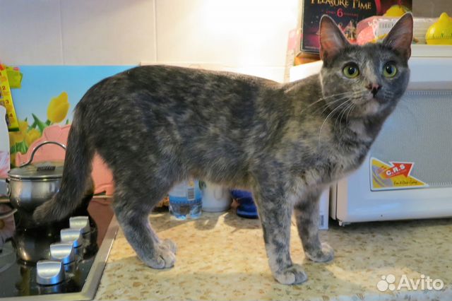 Игривая Леся в дар