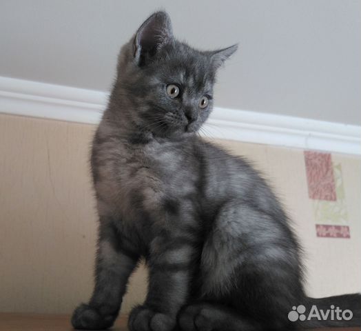 Роскошная британская кошечка дымчатого окраса