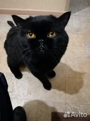 Котик ищет новый дом