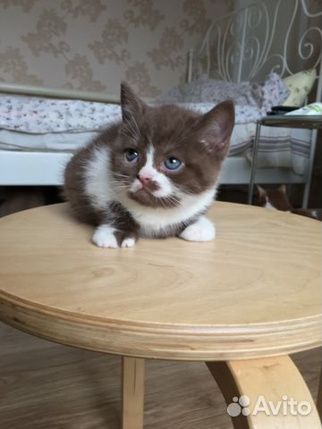 Британский мишка