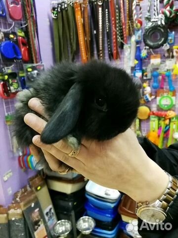 Декоративный вислоухий Кролик