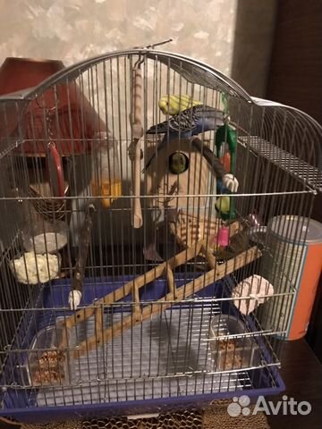 Волнистые попугайчики