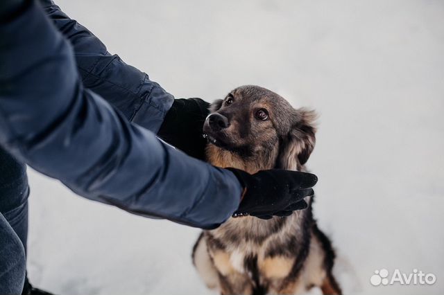 Миниатюрная Лея ищет дом