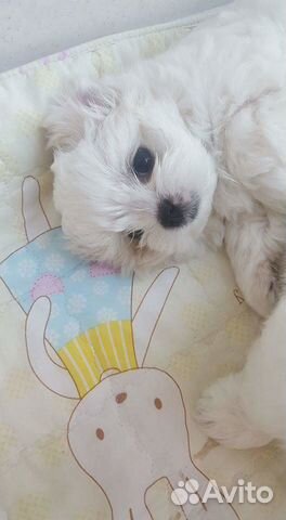 Девочки - Мальтезочки. Мини и микро