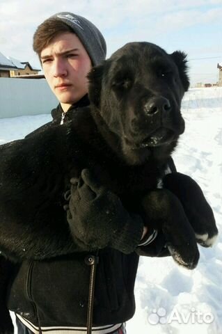 Щенок Среднеазиатской овчарки (Алабай)