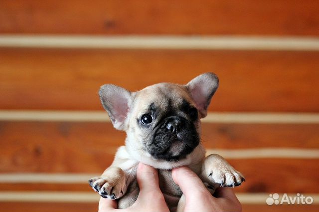 Французское счастье