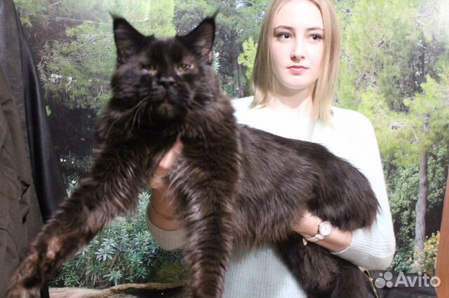 Мейн-кун котята питомник