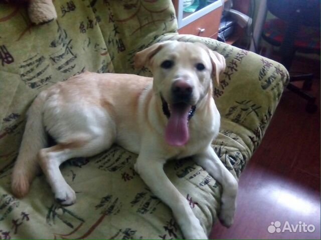 Найден лабрадор