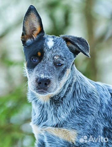 Красные и голубые Хилеры