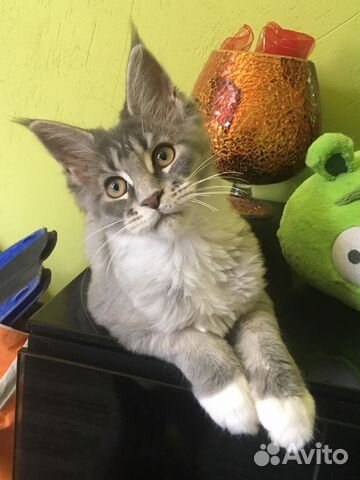 Тикированная кошечка Мейн Кун.Питомник