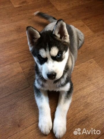Шикарная девочка Сибирский хаски