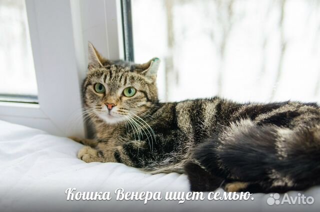 Мраморная кошечка Венера