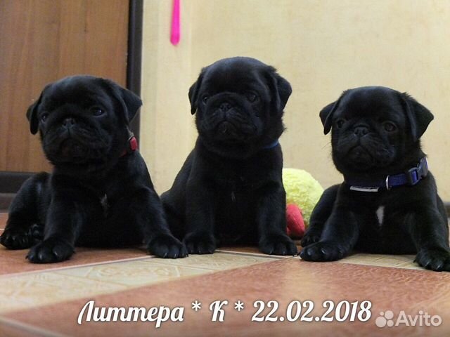 Мопс
