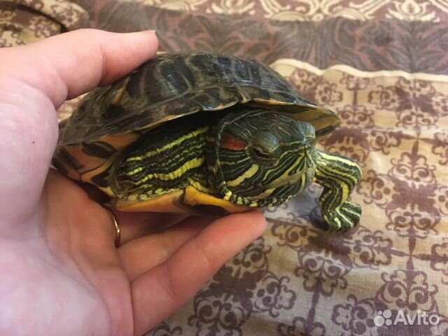 Красноухая черепаха ищет семью