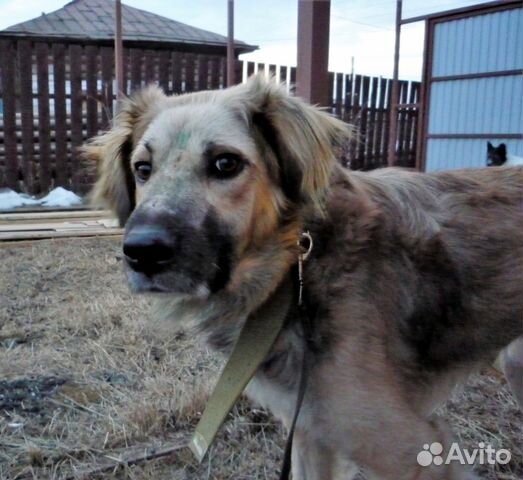 Славного Мишу в дар хорошим людям