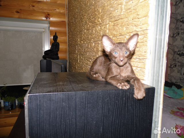 Шоколадный малыш