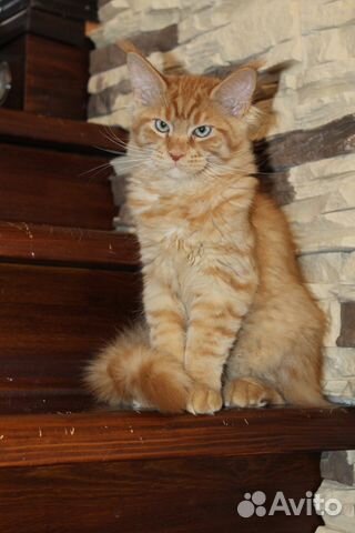 Крутой рыжий Мейн Кун