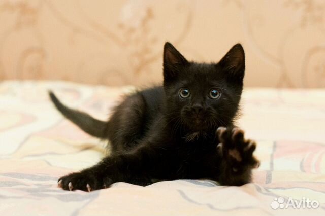 Черный котенок мальчик