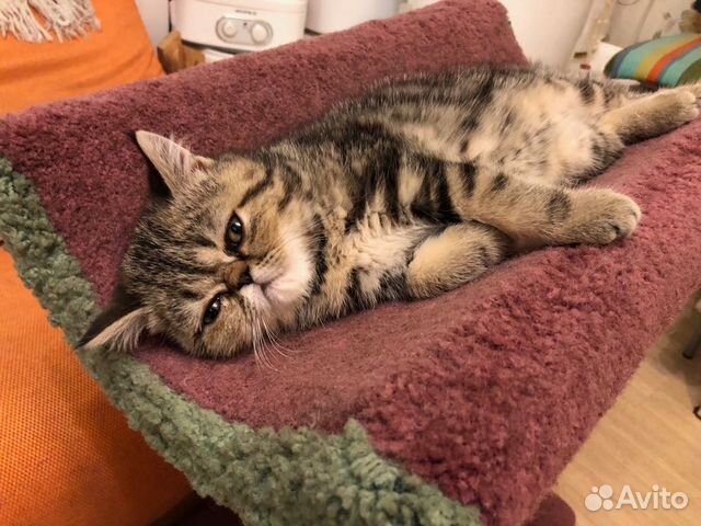 Девочка экзот 2 месяца